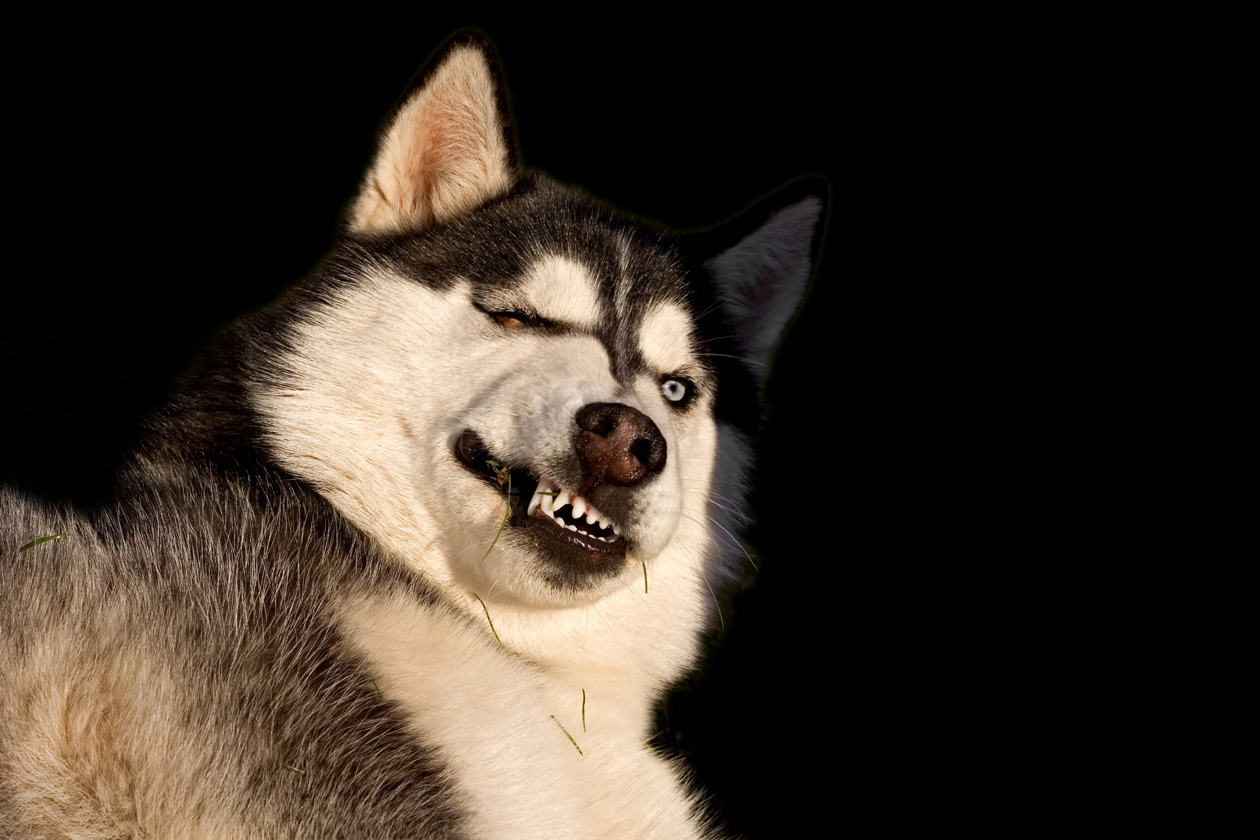 Bestiality Defense in Houston, TX | Benavides Law Group
