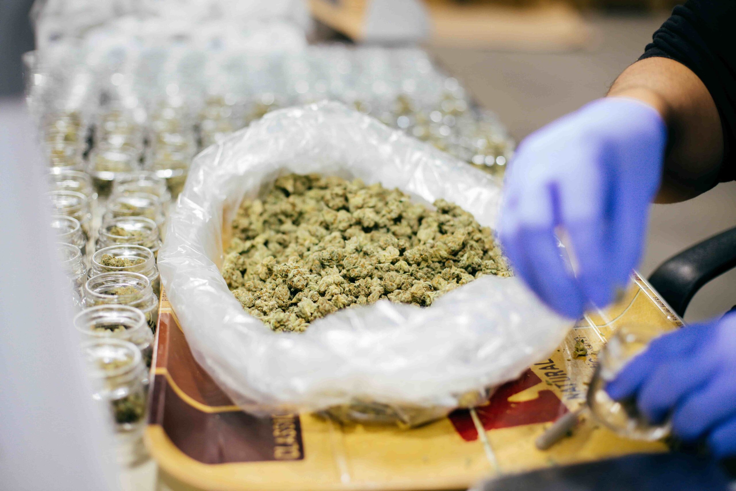 ¿Cuánta marihuana constituye un delito grave en Texas? Por qué el peso ...